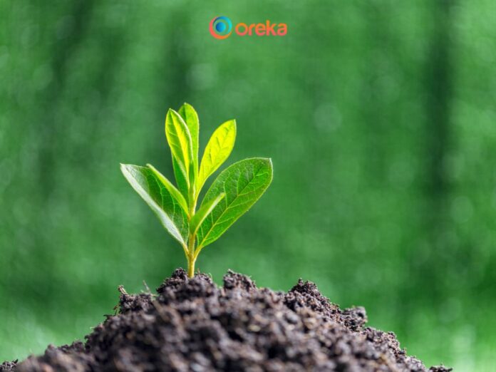 Thực Trạng Và Giải Pháp Bảo Vệ Môi Trường Đất