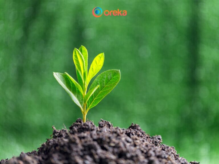 Thực Trạng Và Giải Pháp Bảo Vệ Môi Trường Đất