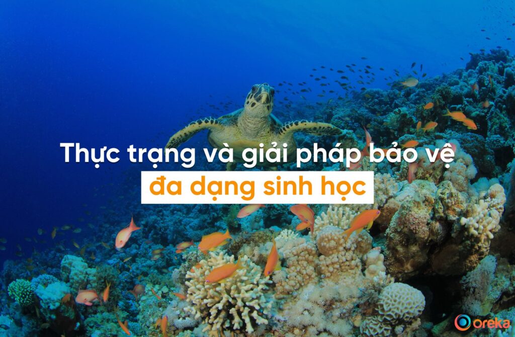 Đa Dạng Sinh Học Là Gì? Thực Trạng & Giải Pháp Bảo Vệ